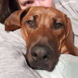 Complete & Balanced Raw Beef Recipe for Dogs (AAFCO Standard)