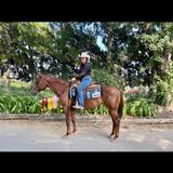 Women's 1.5in. Black Delheart Daisy Belt