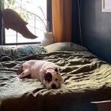 Irony | Dark Gray Paint Color | Clare