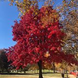 Big Apple | Red Paint Color | Clare