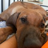 Like Buttah | Cream Paint Color | Clare